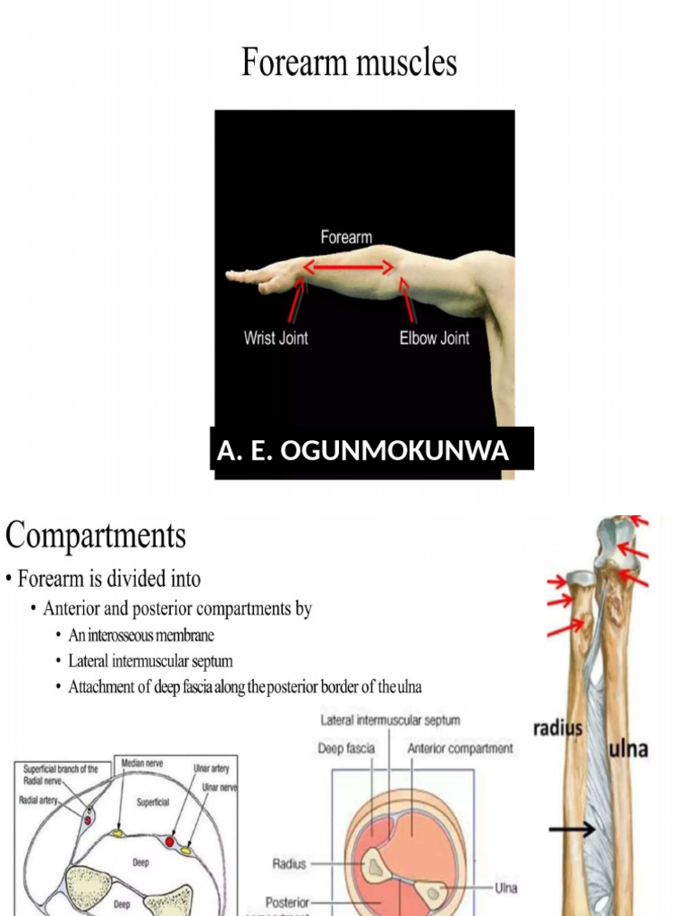 Forearm Space of Parona Explained | PDF