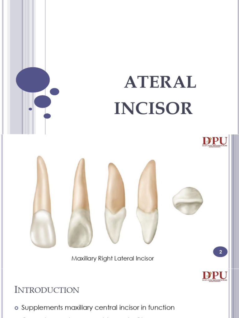 Maxillary Lateral Incisor | PDF | Dental Anatomy | Dentistry Branches