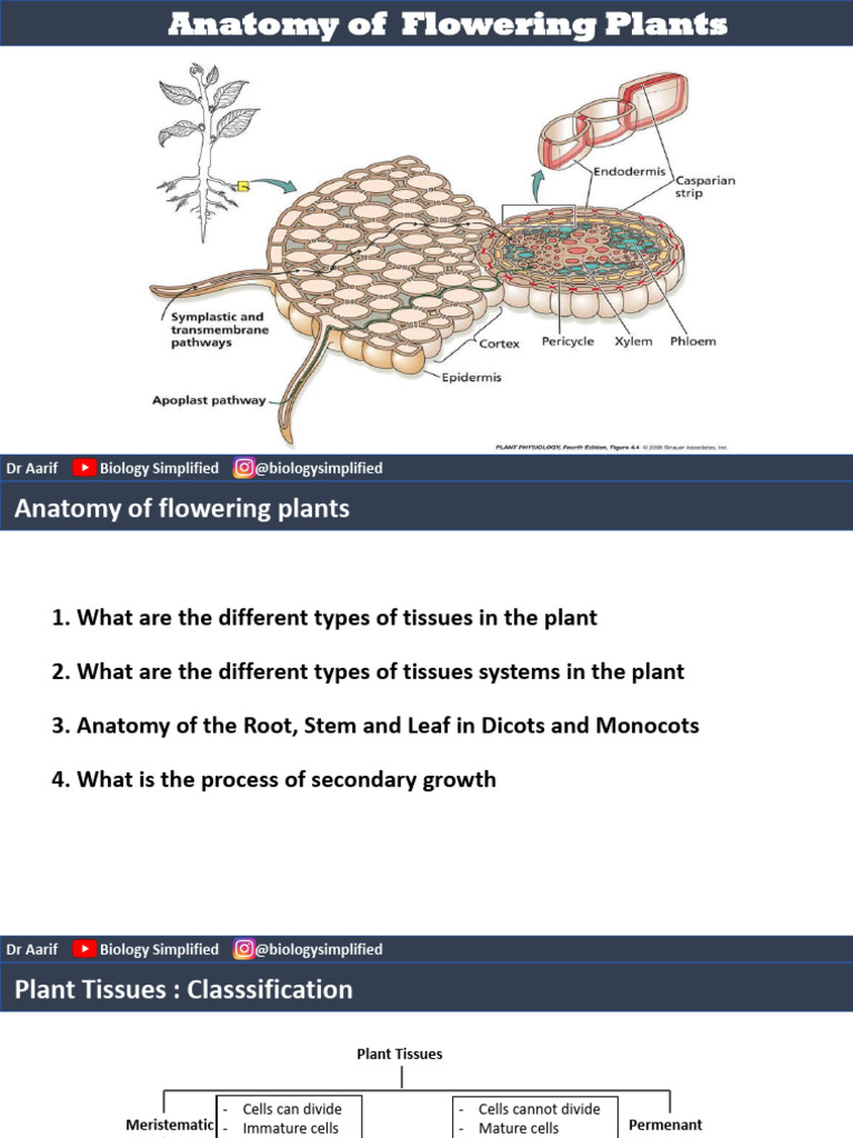 Anatomy of Flowering Plants Explained | PDF | Tissue (Biology) | Leaf