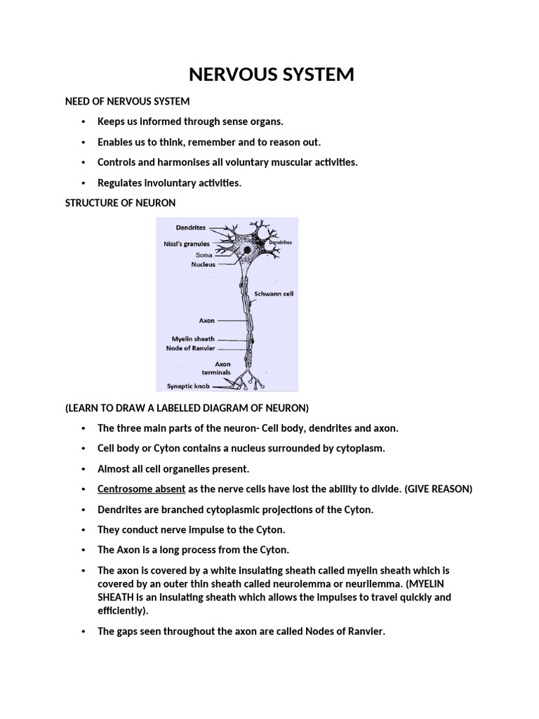 Overview of the Nervous System | PDF | Autonomic Nervous System | Nerve