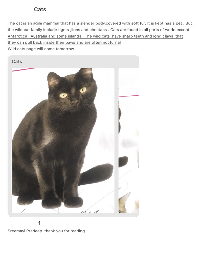 Cats B | PDF