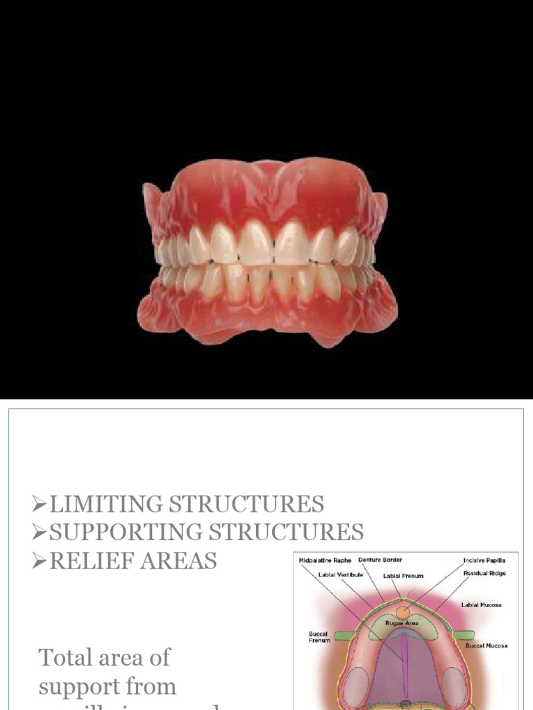 Anatomical Landmarks | PDF | Dentures | Human Head And Neck