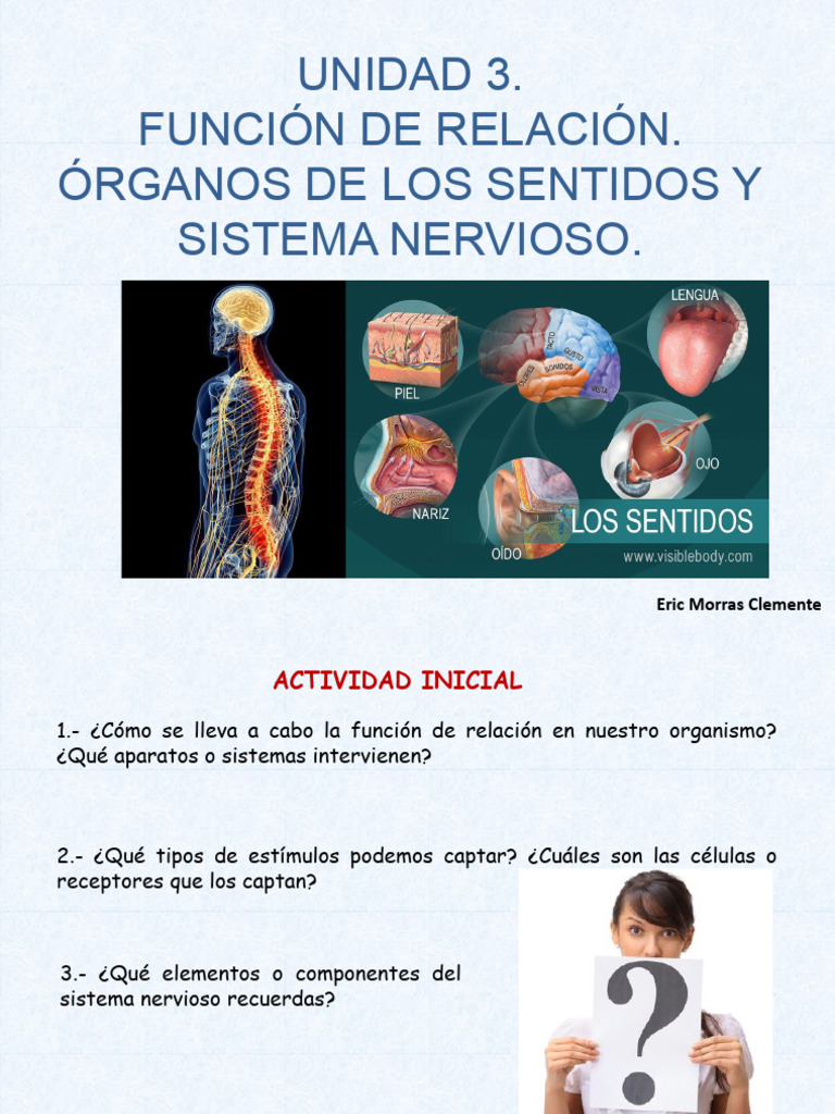 Función de relación: Órganos de los sentidos y sistema nervioso | PDF ...