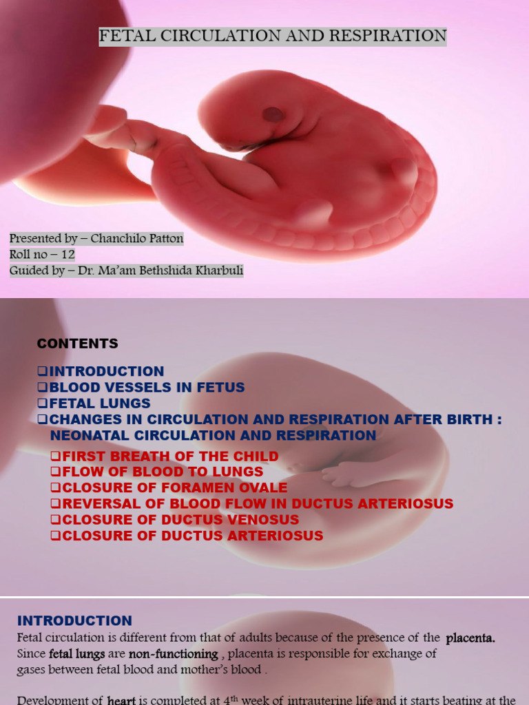 Fetal Circulation and Respiration | PDF | Fetus | Lung