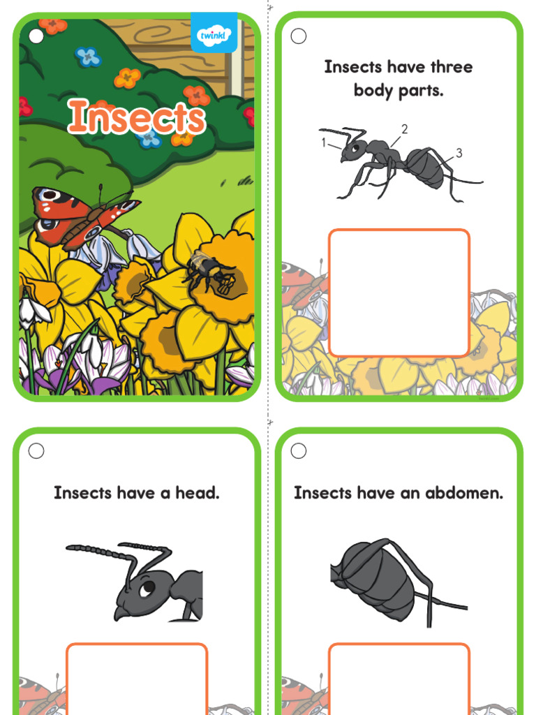 Color Insects Adapted Reader | PDF