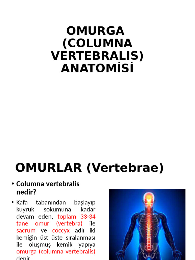 5. Hafta Omurga Anatomisi | PDF
