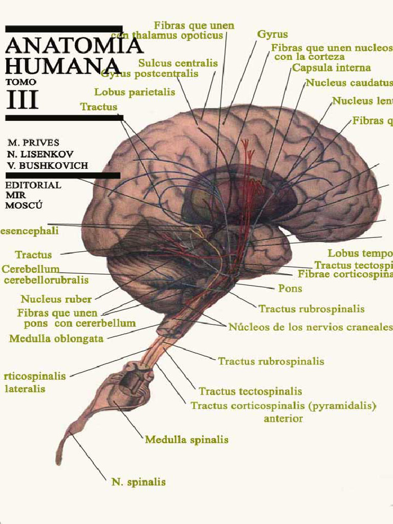 M. Prives - Anatomia Humana Tomo 3 | PDF