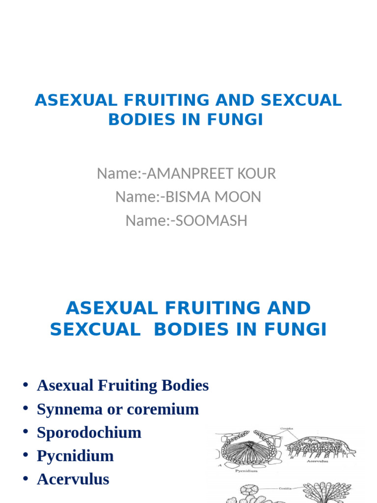 Fruiting Bodies in Fungi: Types Explained | PDF | Fungus | Organisms