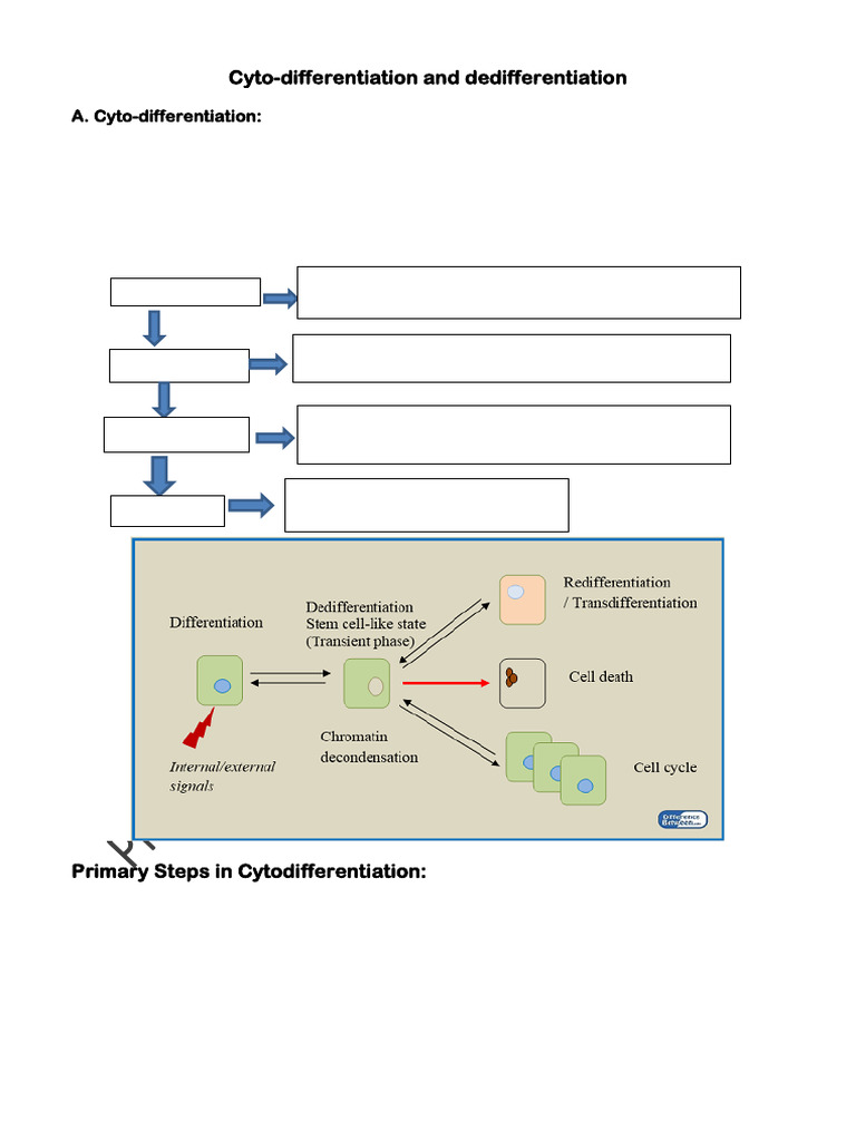 Differentiation And Dedifferentiation – FBWVQQ