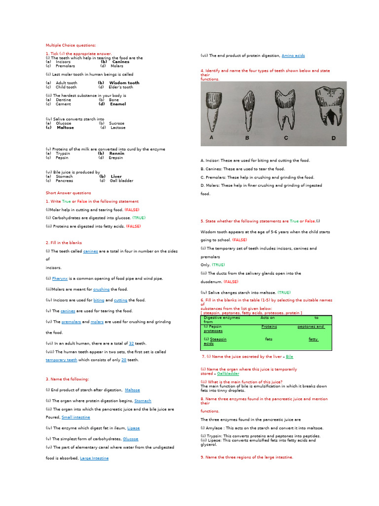 Clss 6 Biology Digestive System | PDF | Digestion | Small Intestine