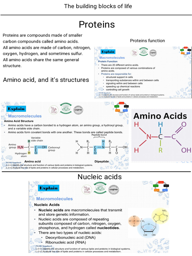 Proteins: Nucleic Acids | PDF