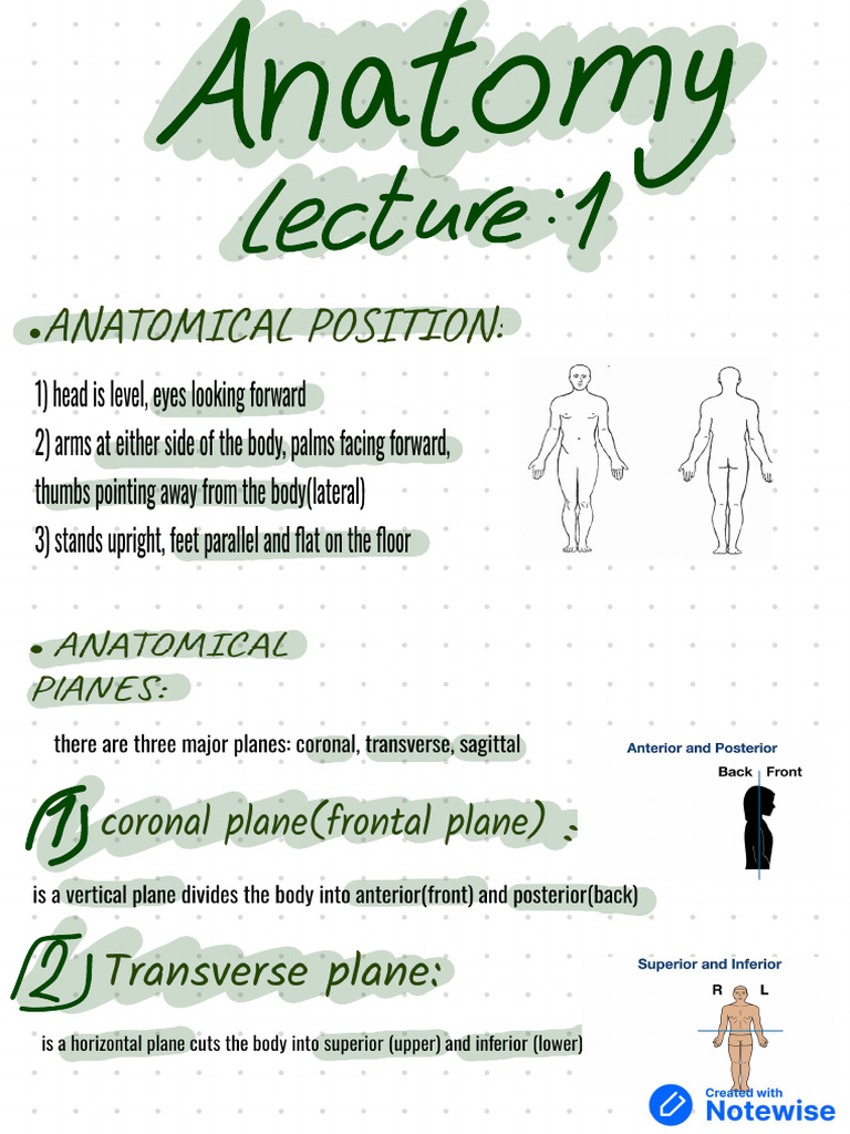 Anatomy(1) , Lecture(1) , By_ Joya ibrahem | PDF