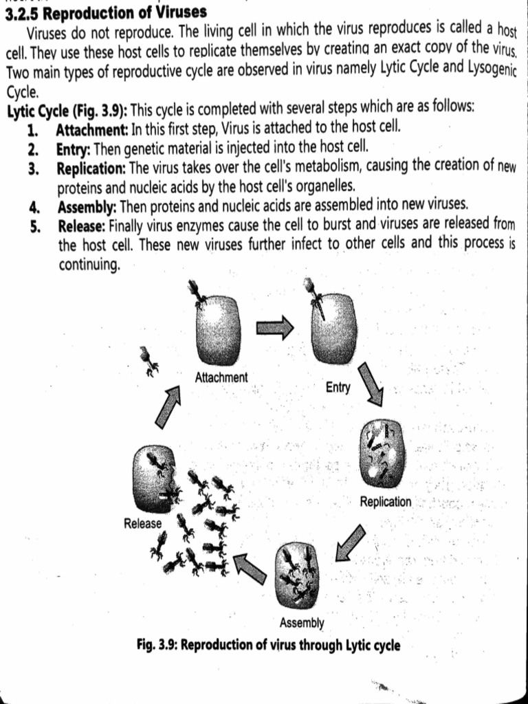 Replication of virus | PDF