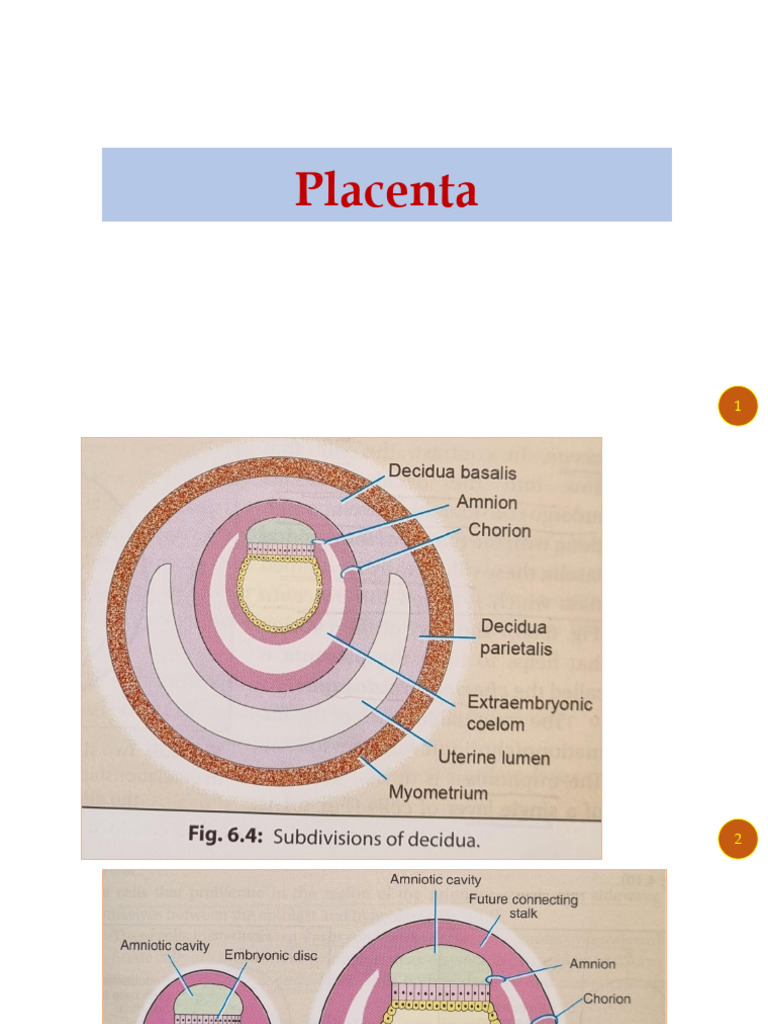 Placenta | PDF | Placenta | Endothelium