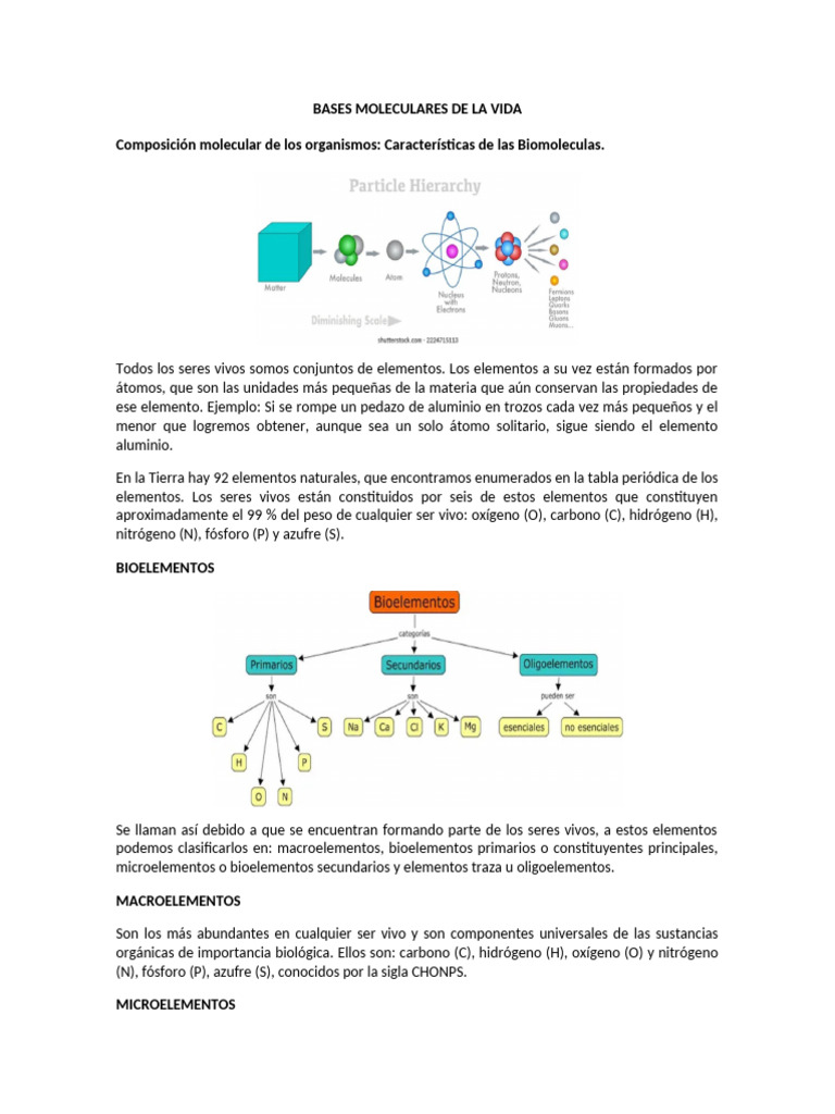 Teoria Unidad 2 Bases Moleculares de La Vida 2 | PDF | Polisacárido | Lípido