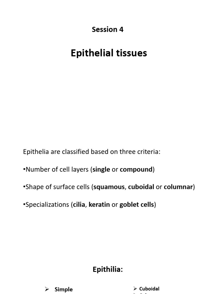 Session 4 - Epithelial Tissues | PDF | Epithelium | Anatomy