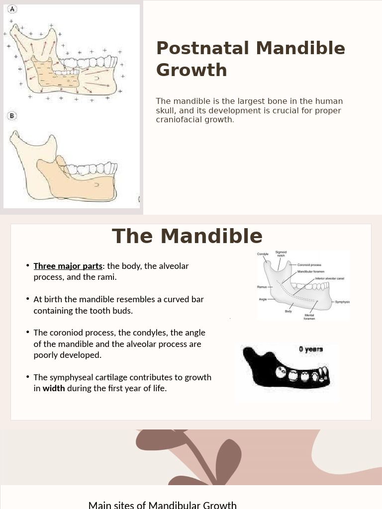 Postnatal Mandible Growth | PDF | Dentistry Branches