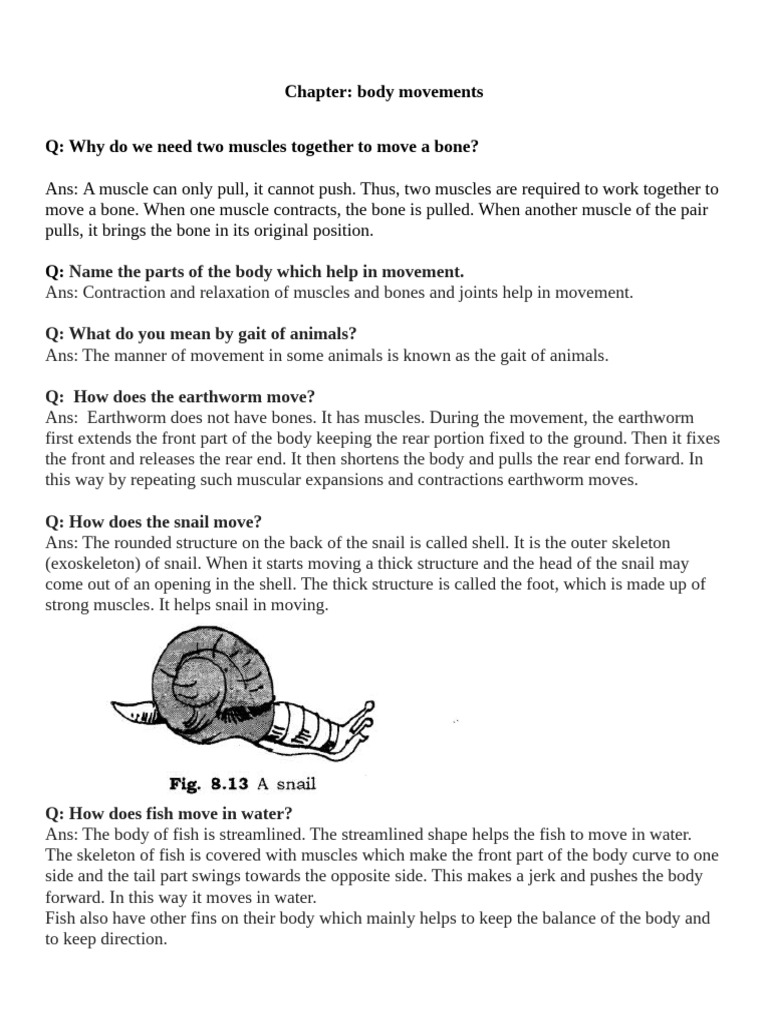 Class 6 Body Movements - Question-Answers | PDF | Skeleton | Muscle ...