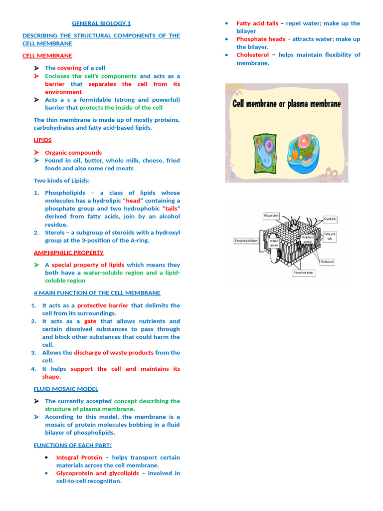Cell Membrane Structure and Functions | PDF
