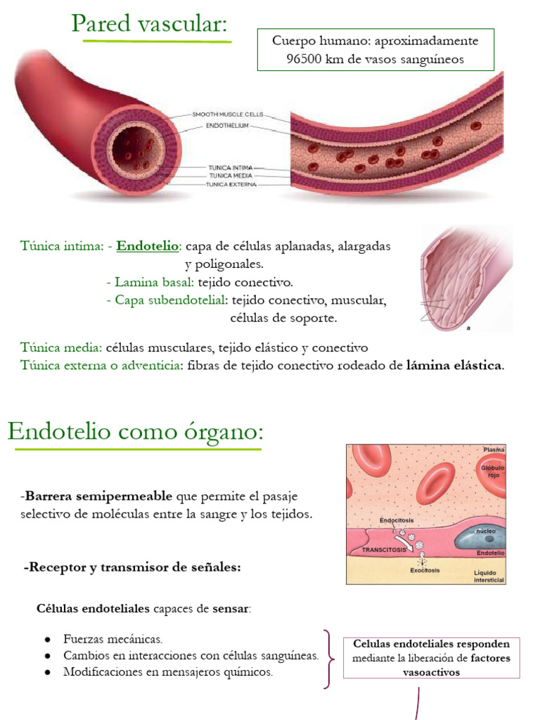 Funciones y tipos de endotelio vascular | PDF | Endotelio | Inflamación