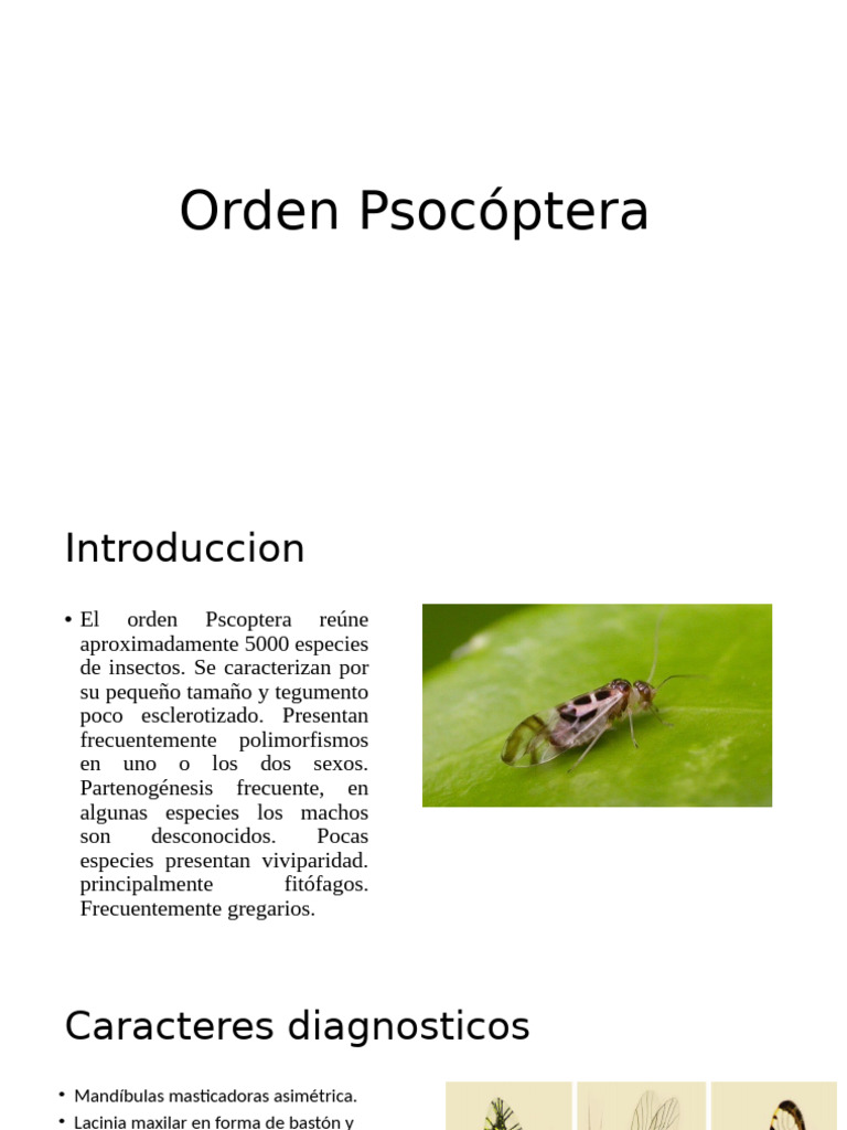 Orden Psocóptera | PDF | Artrópodos | Artropodología