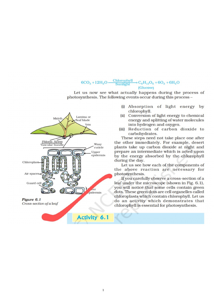 Chapter 6 (Life Process) Diagram | PDF