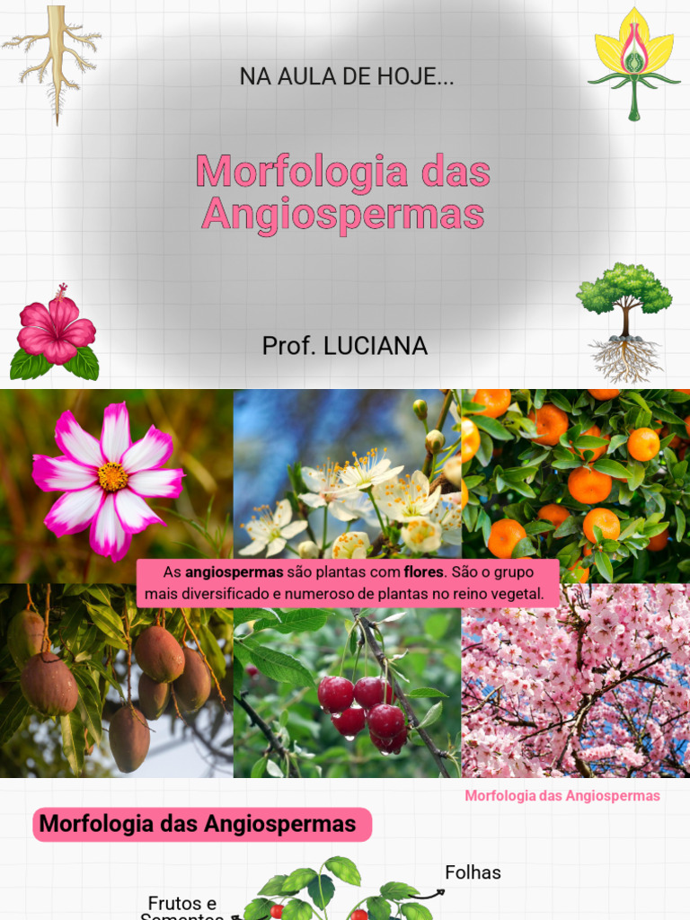 2 TRI - 3 Morfologia Das Angiospermas | PDF | Raiz | Morfologia vegetal