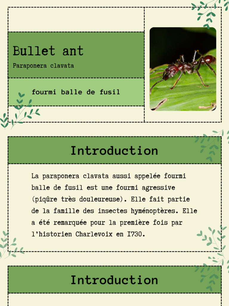 Bullet Ant | PDF