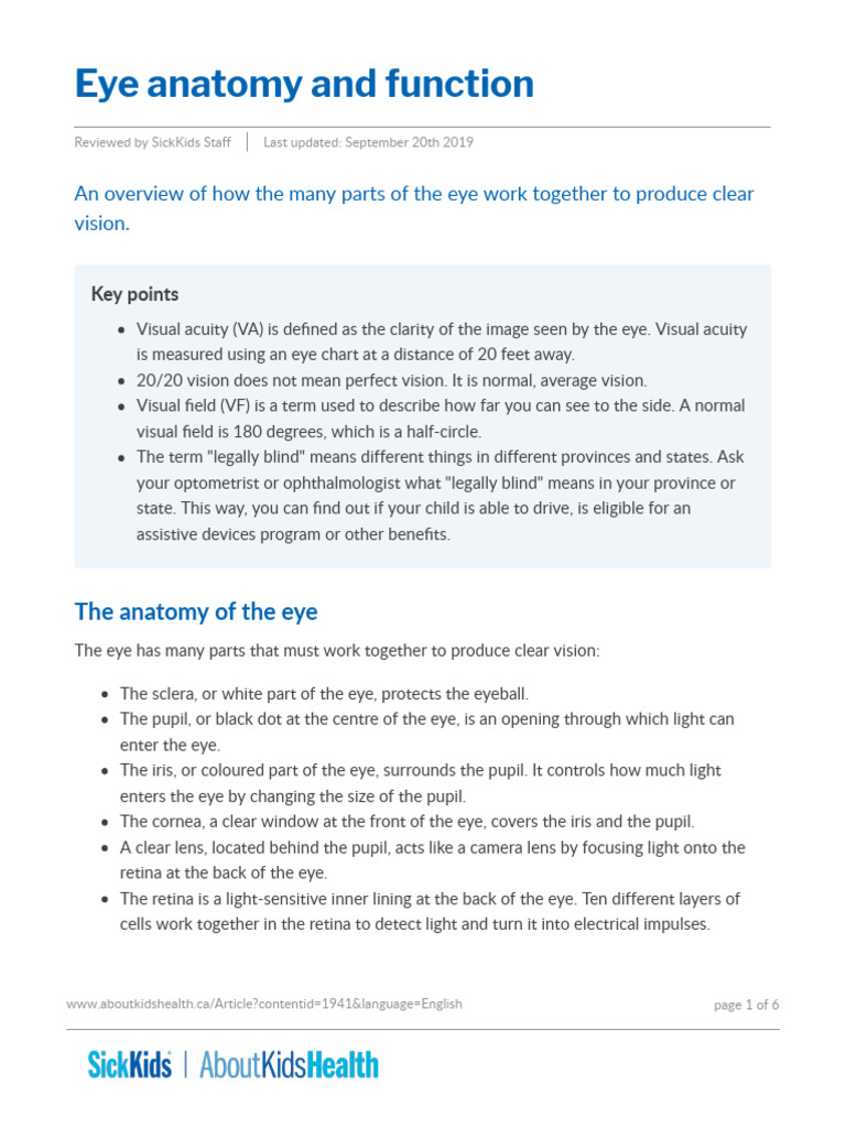 Eye Anatomy for Parents | PDF | Visual Acuity | Eye