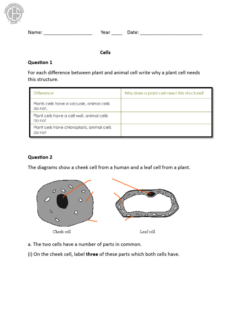 Cells Worksheet 1 Key | PDF | Cell (Biology) | Photosynthesis