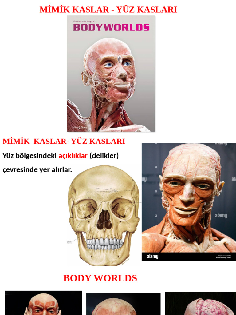 3a MIMIK KASLAR | PDF