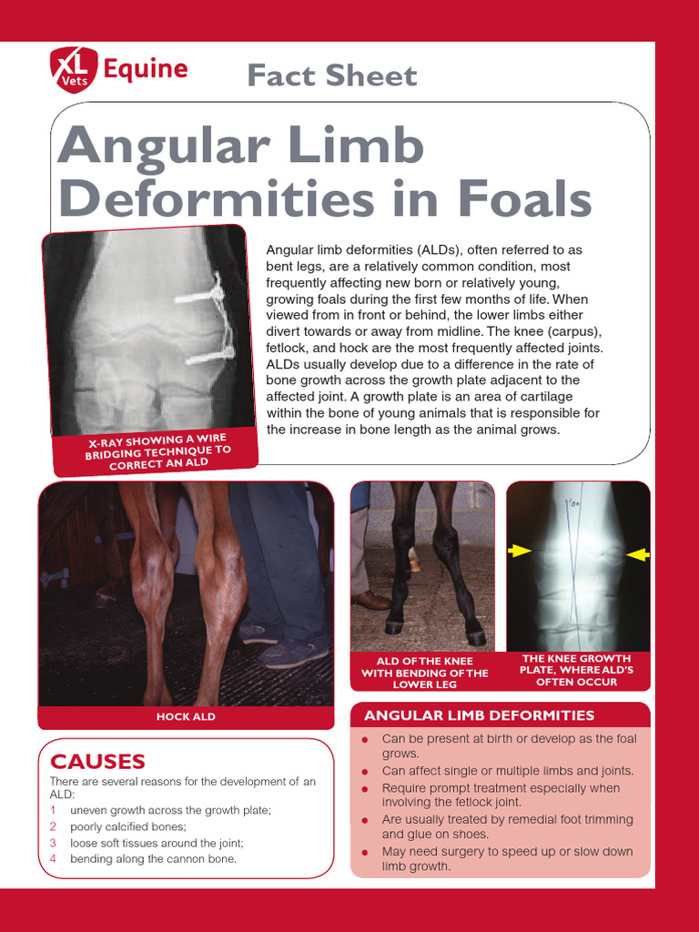 XLVets Equine Rebranded 101 Angular Limb Deformities in Foals Factsheet ...