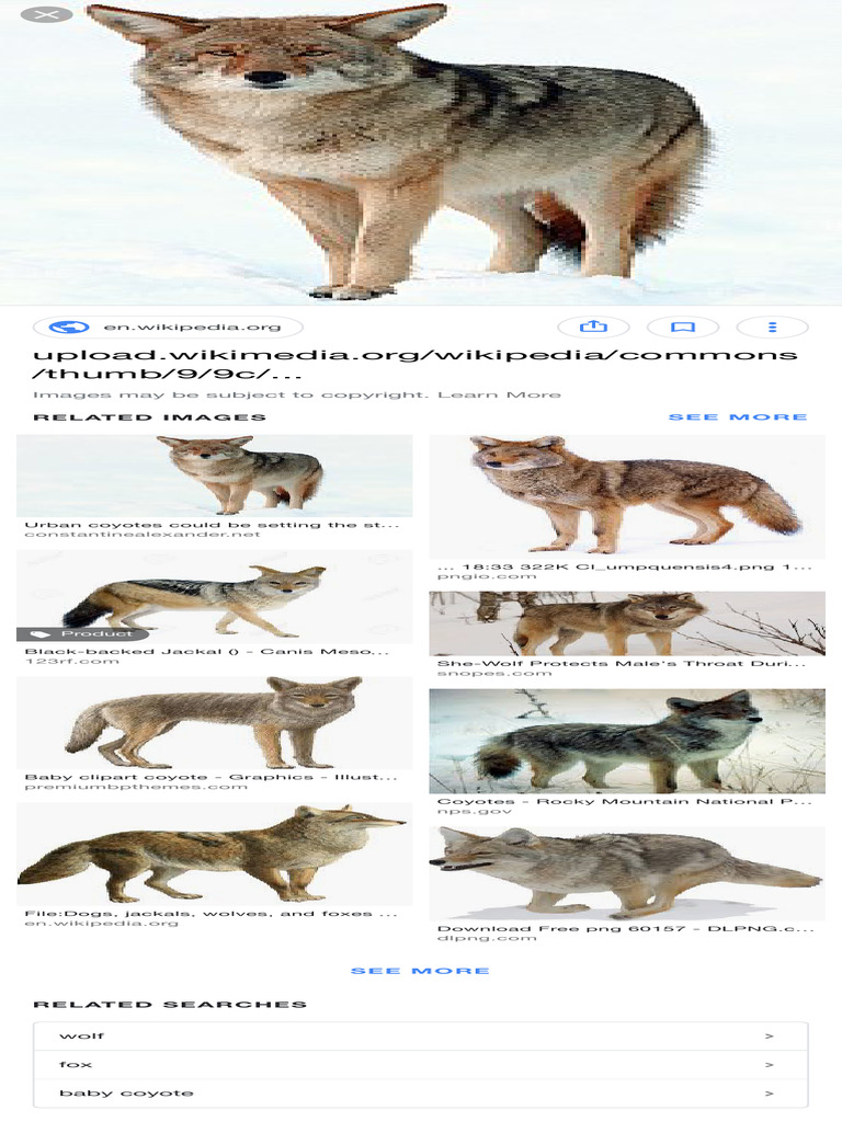 Native Grassland Animals - Google Search | PDF | Coyote | Canidae