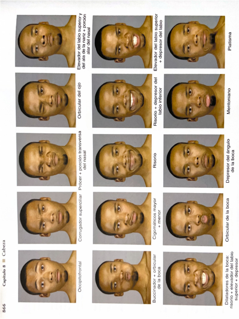 Occipitofrontal | PDF