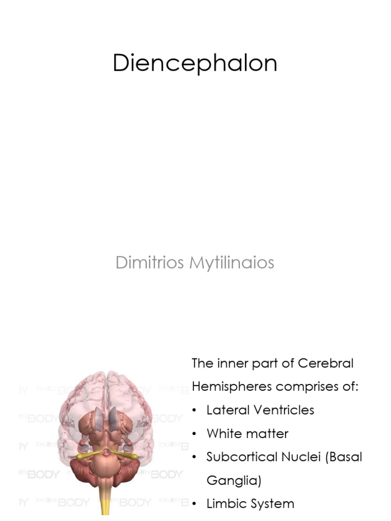 01 Diencephalon (Thalamus) Neuroanatomy MSc | PDF | Thalamus ...
