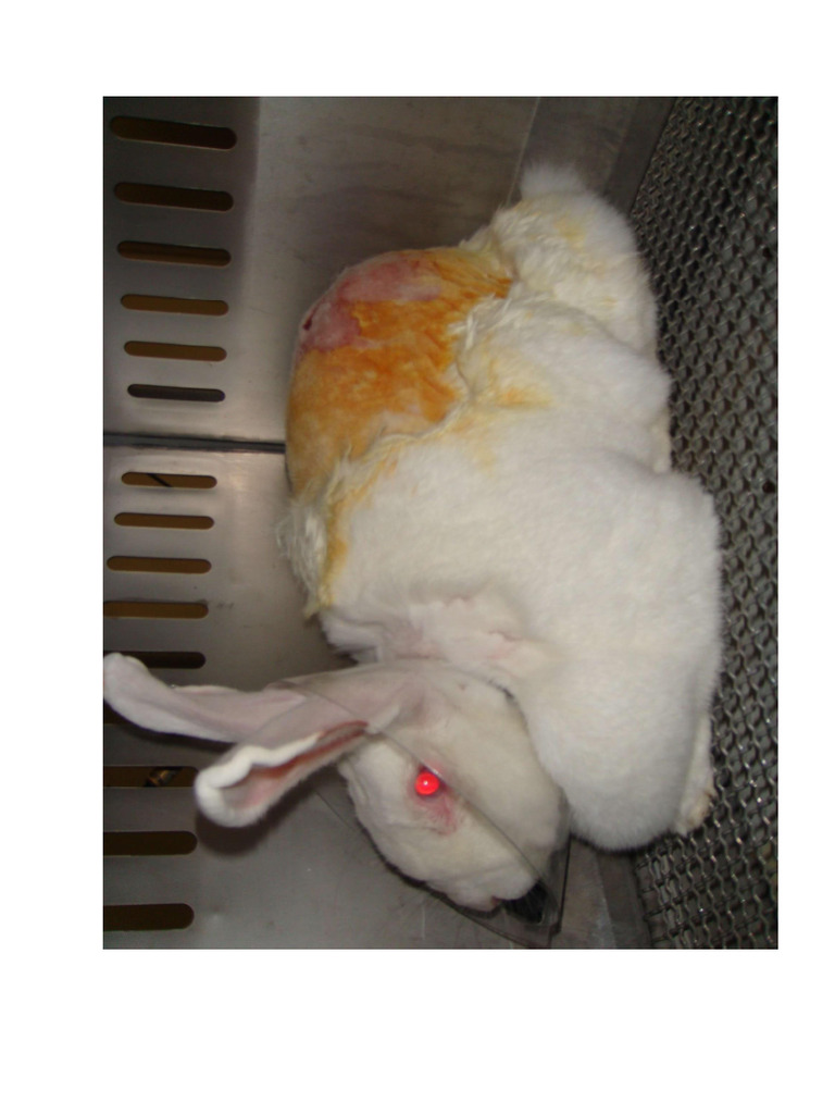 Imágenes Test Draize | PDF