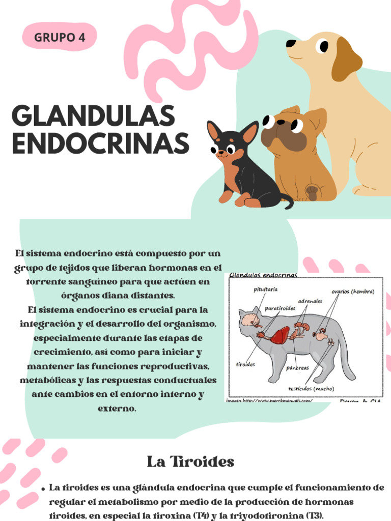Glándulas Endocrinas | PDF | Páncreas | Glándula pituitaria