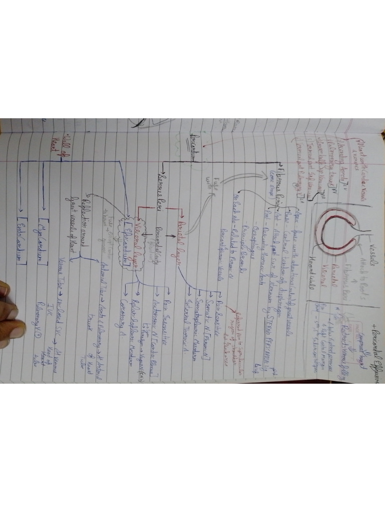 Anatomy Proof 1 | PDF