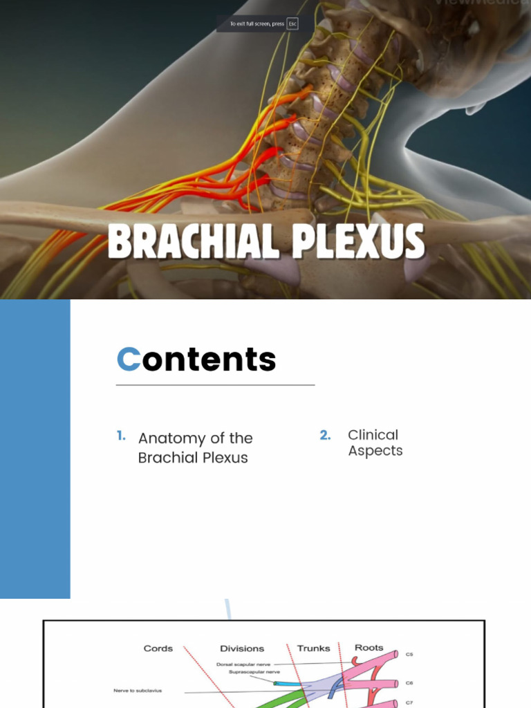 Presentation Brachial Plexus New | PDF