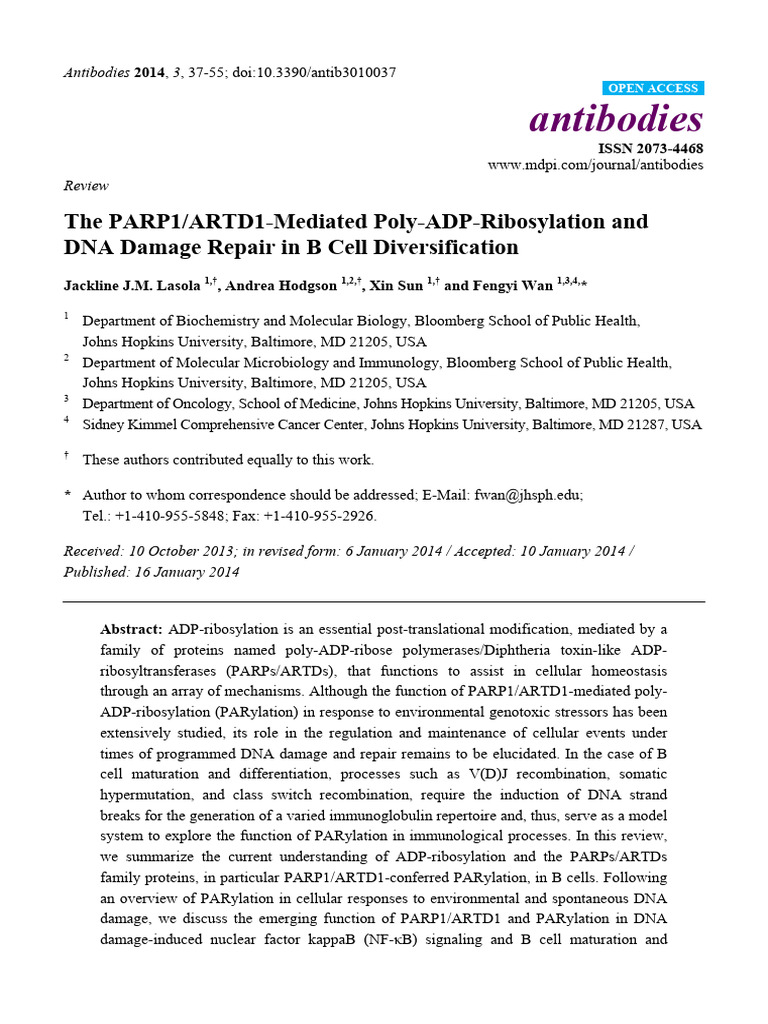 Masola - The PARP1 Dna Repair | PDF | Nf κb | Dna Repair