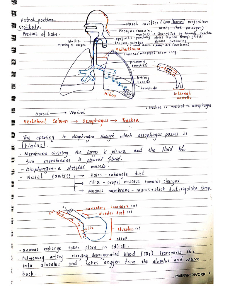 Mdcat 2nd Year Notes | PDF
