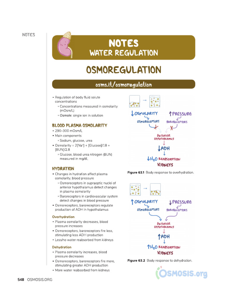 Osmoregulation Video Causes Meaning Osmosis | PDF