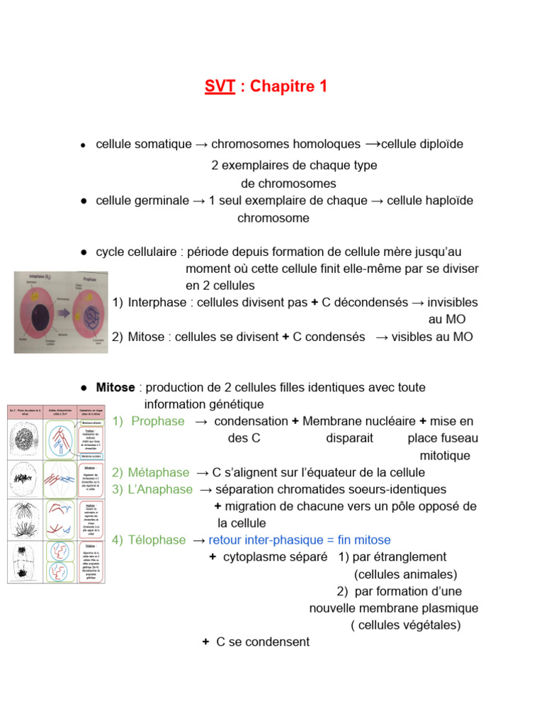 Cycle cellulaire et mitose en SVT | PDF