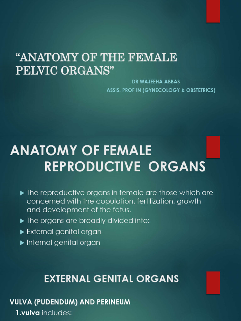 Anatomy of the Female Pelvic Organ. | PDF | Labia | Uterus