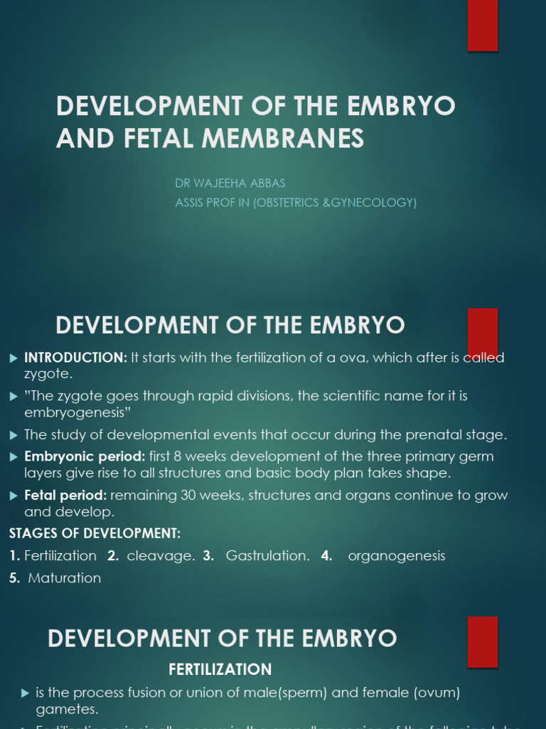 Developmemt of The Embryo-1 | PDF | Anatomy | Developmental Biology