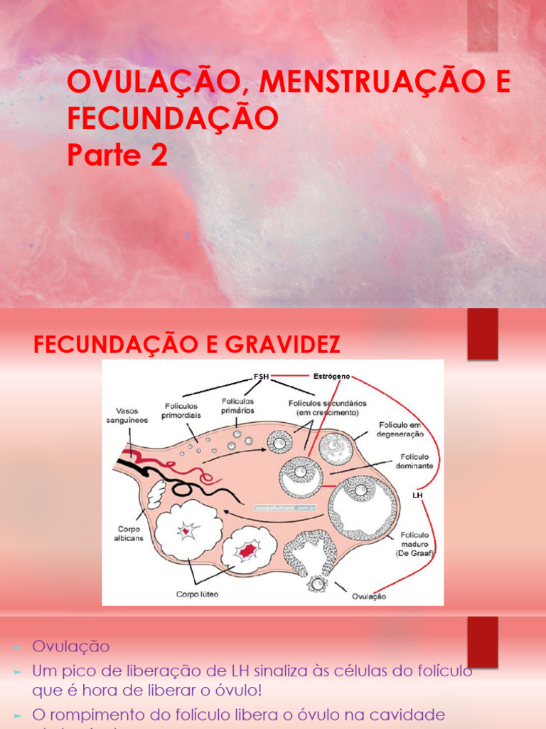 Ovula - o - Menstrua - o e Fecunda - o - Parte 2 | PDF