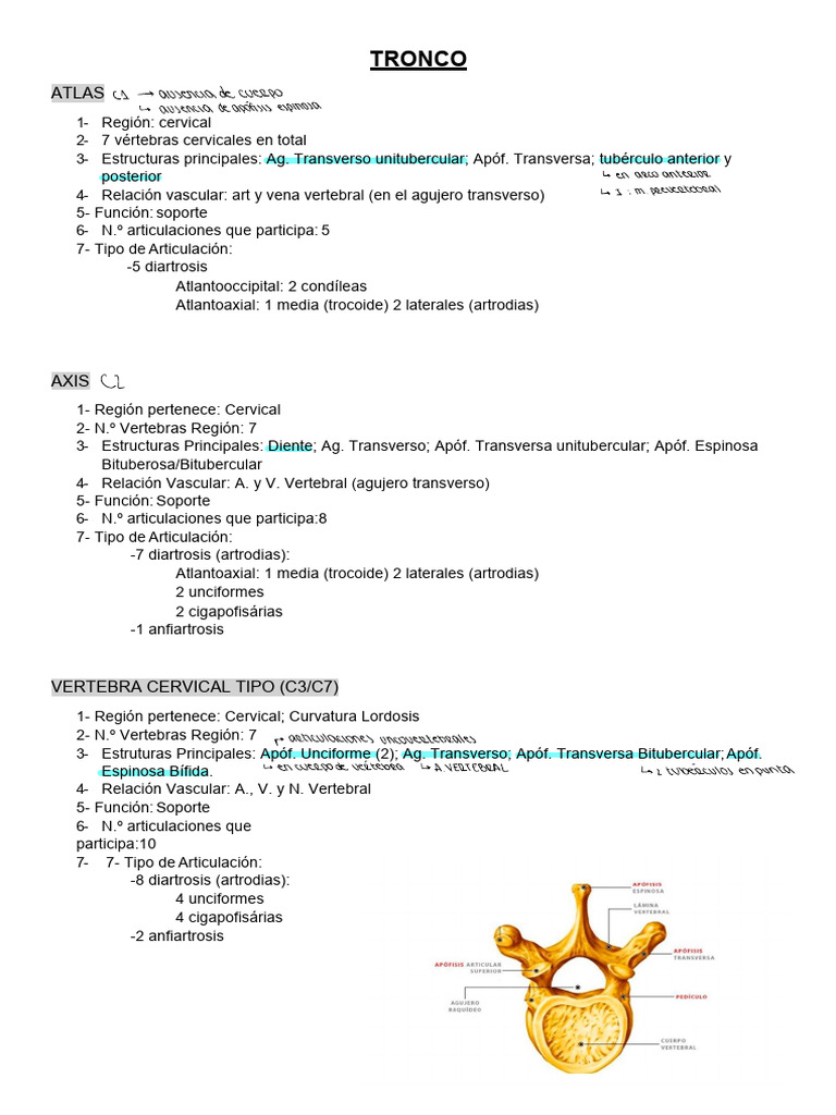 TRONCO | PDF | Tórax | Vértebra