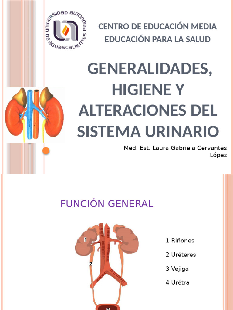 Sistema Urinario (1) | PDF