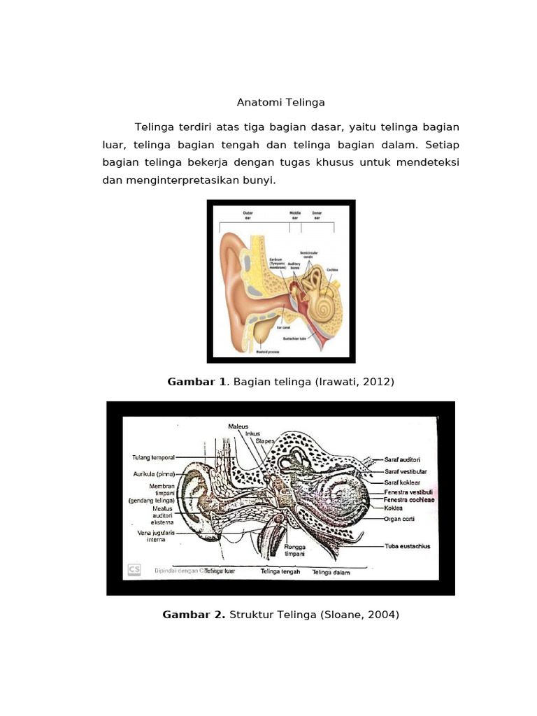 Anatomi Telinga dan Fungsinya | PDF