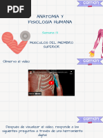 Miotomas - Definición y Pruebas - Kenhub | PDF | Codo | Neuroanatomía